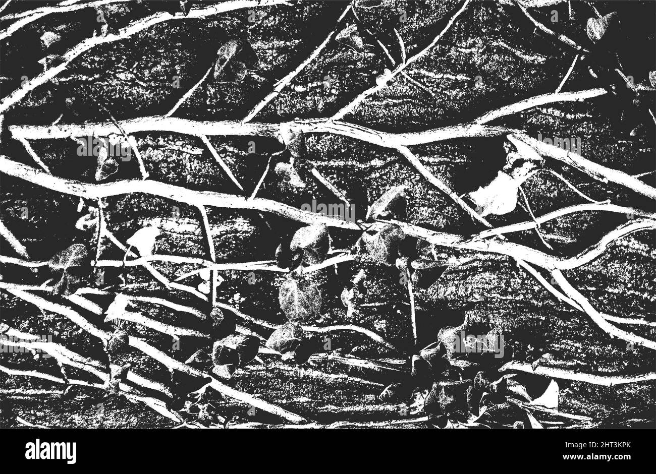 Distressed overlay wooden branch texture, grunge background. abstract ...