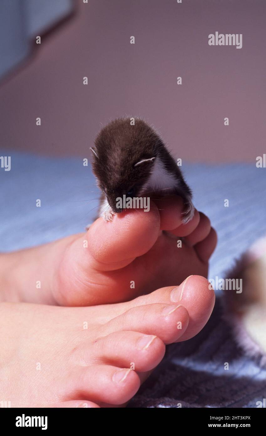 Weasels hi-res stock photography and images - Alamy