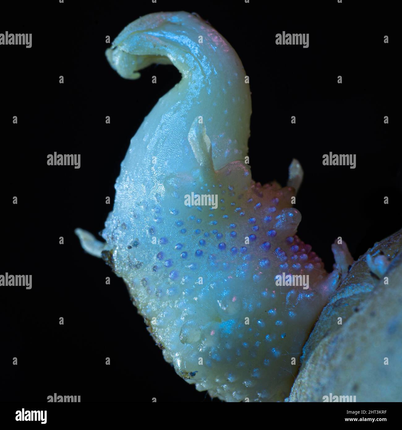 Closeup of a sea Slug isolated with a black background Stock Photo - Alamy
