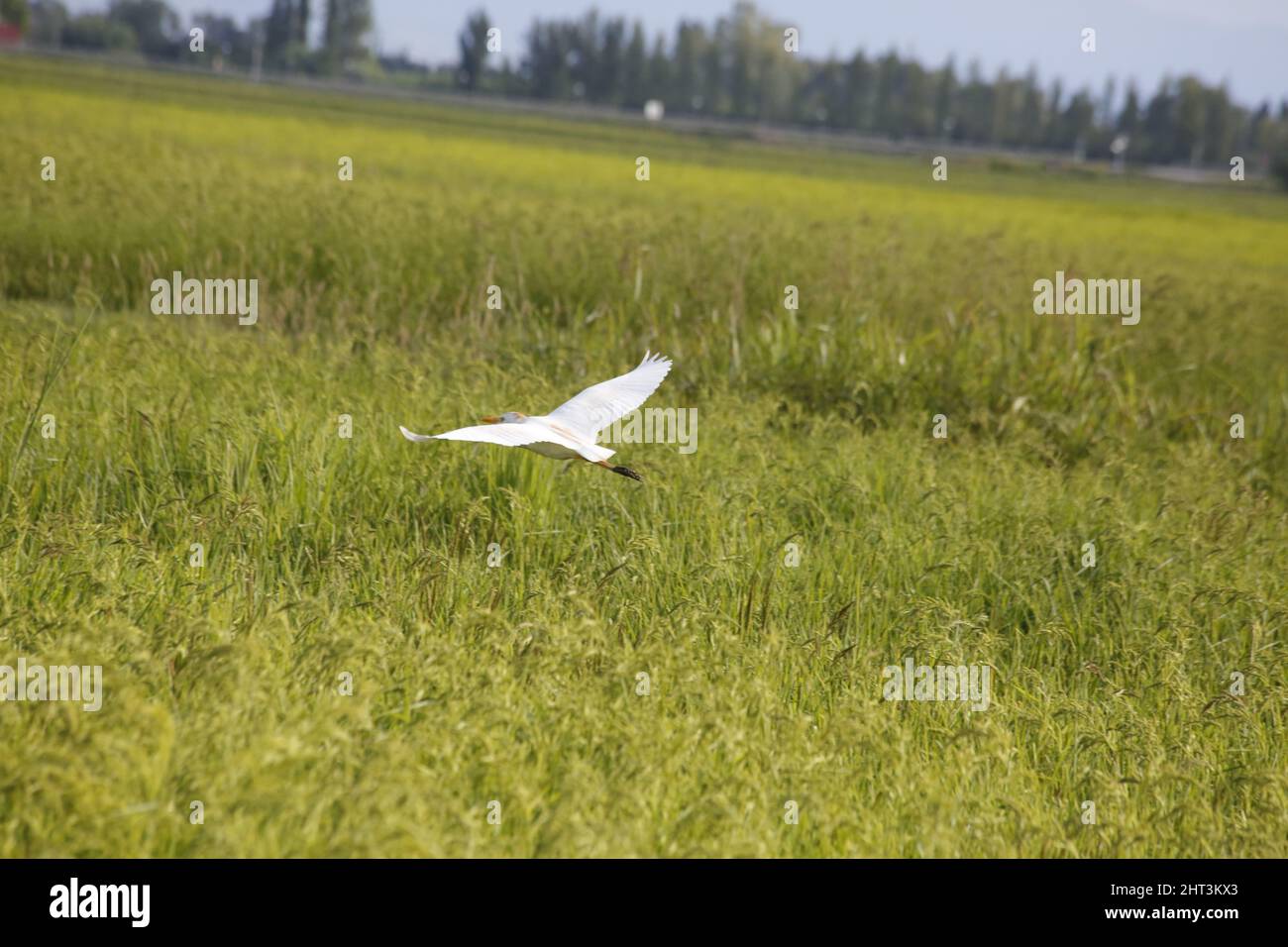 Bird one wing hi-res stock photography and images - Alamy