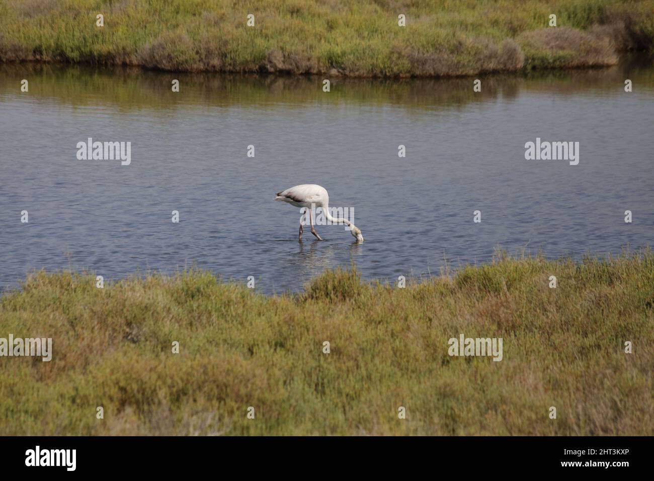Closeup of a bird in the water Stock Photo - Alamy