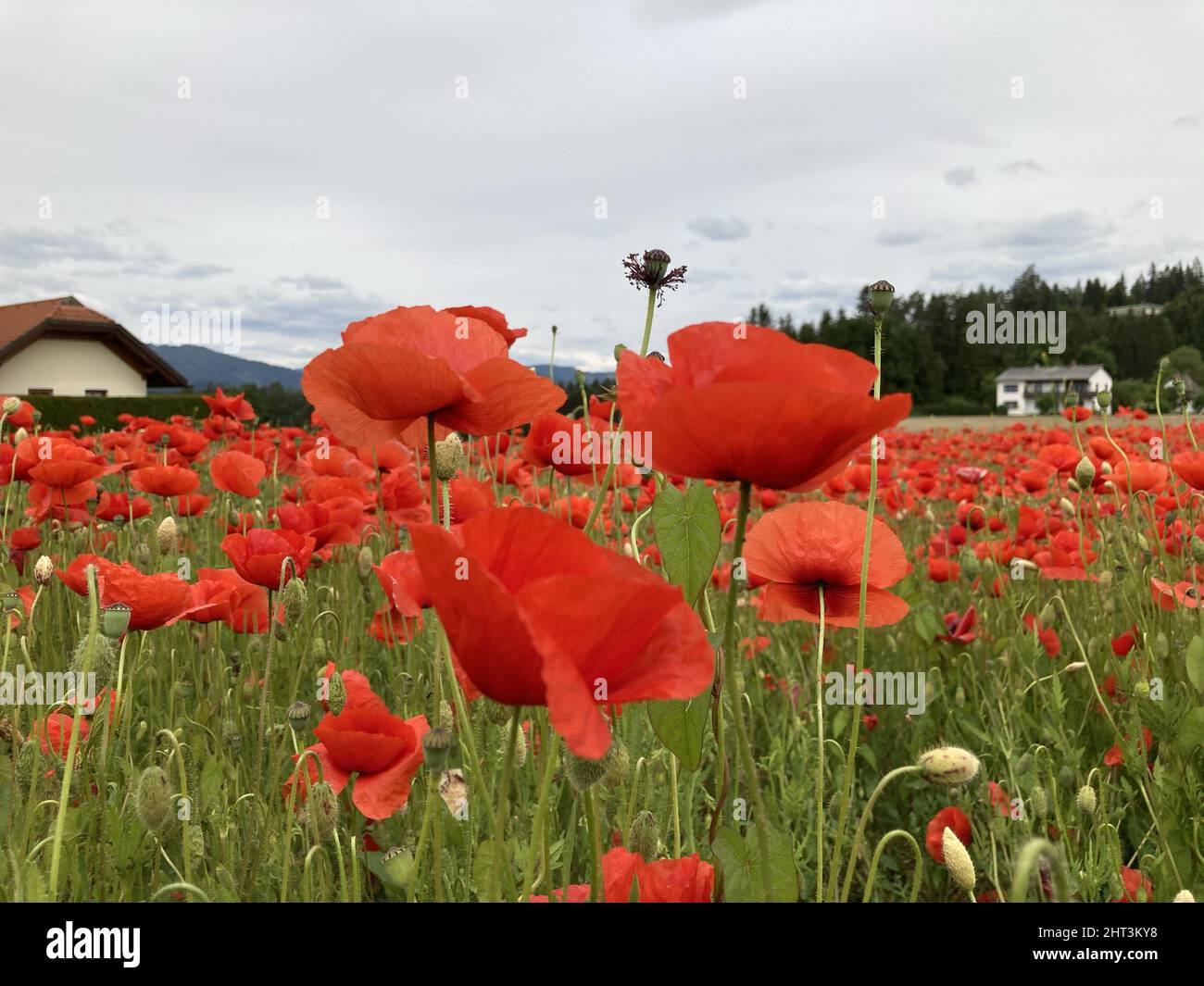 Beautiful shot field red hi-res stock photography and images - Alamy
