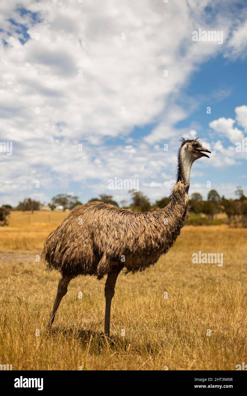 Vertical shot of an emu walking through Australian Grasslands Stock ...
