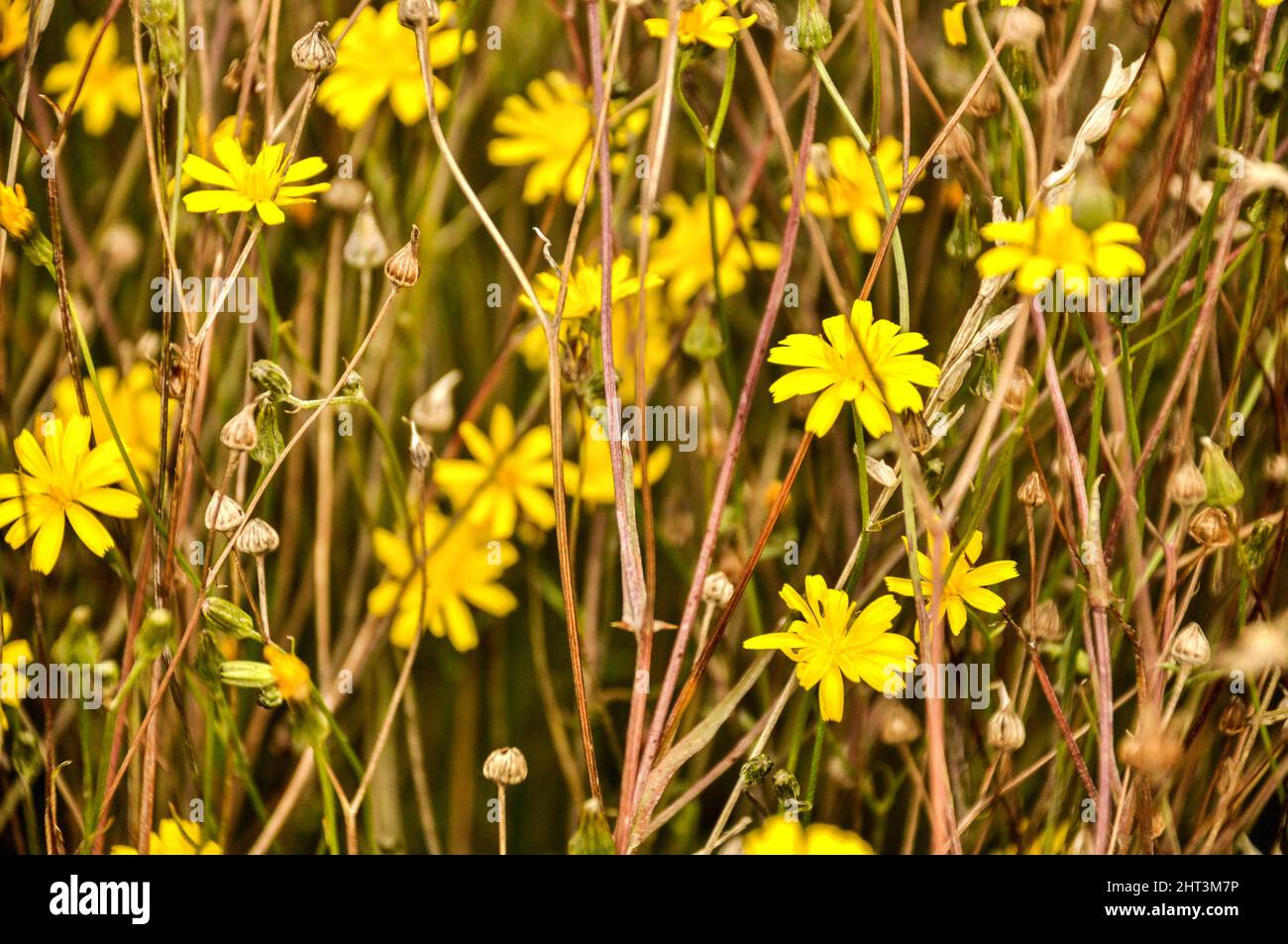 Closeup shot of yellow field flowers in daylight Stock Photo - Alamy