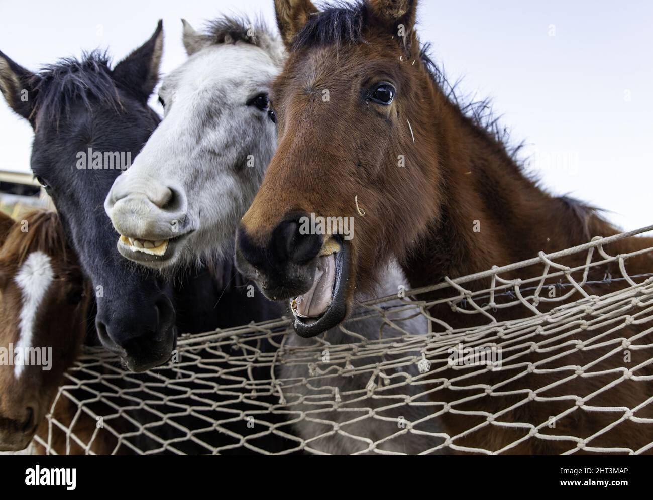 Horses in stable wild mammals, equestrian horse riding Stock Photo - Alamy