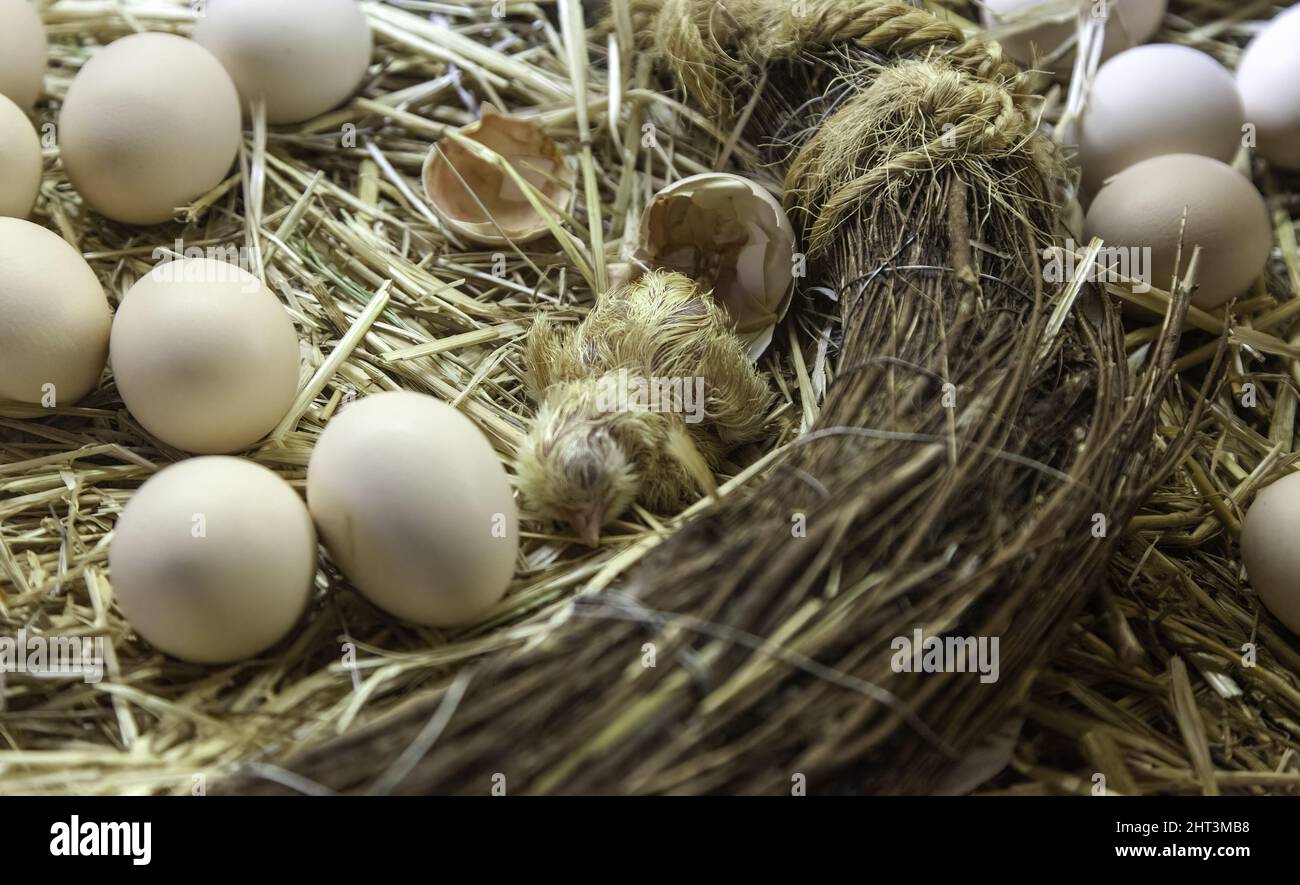 Chick being born in nest of eggs, life and nature Stock Photo - Alamy