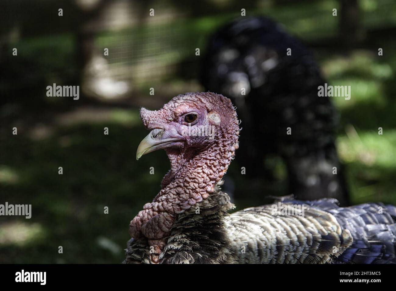 Wild turkey in nature, birds and animals Stock Photo - Alamy