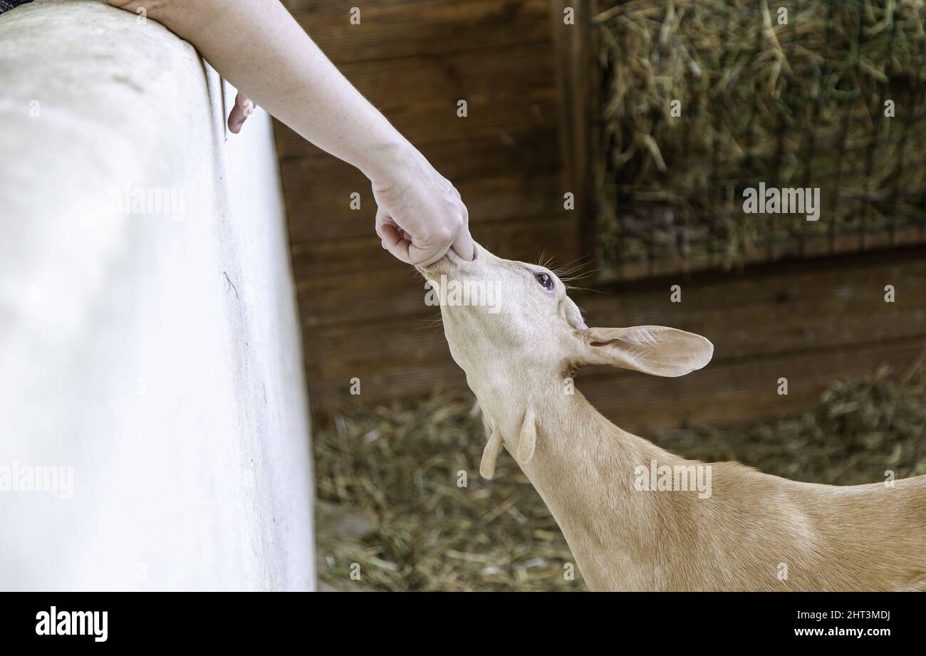 Goat kid in farm eating milk, mammal animals Stock Photo - Alamy