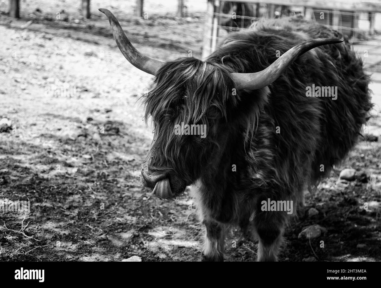 Wild ox in nature, animal mammals danger Stock Photo - Alamy
