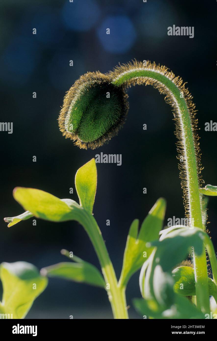 Siberian poppy bud Stock Photo - Alamy