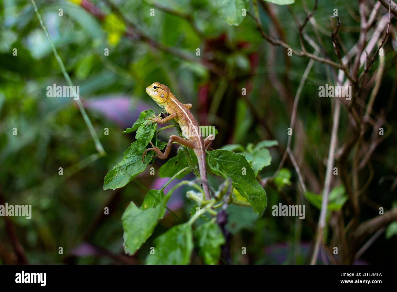 Selective focus of gecko on tree leaves in jungle Stock Photo - Alamy