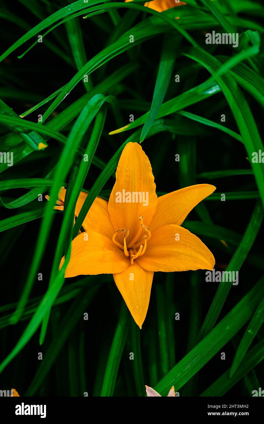 Vertical shot of Daylily yellow flower blooming in a garden Stock Photo ...