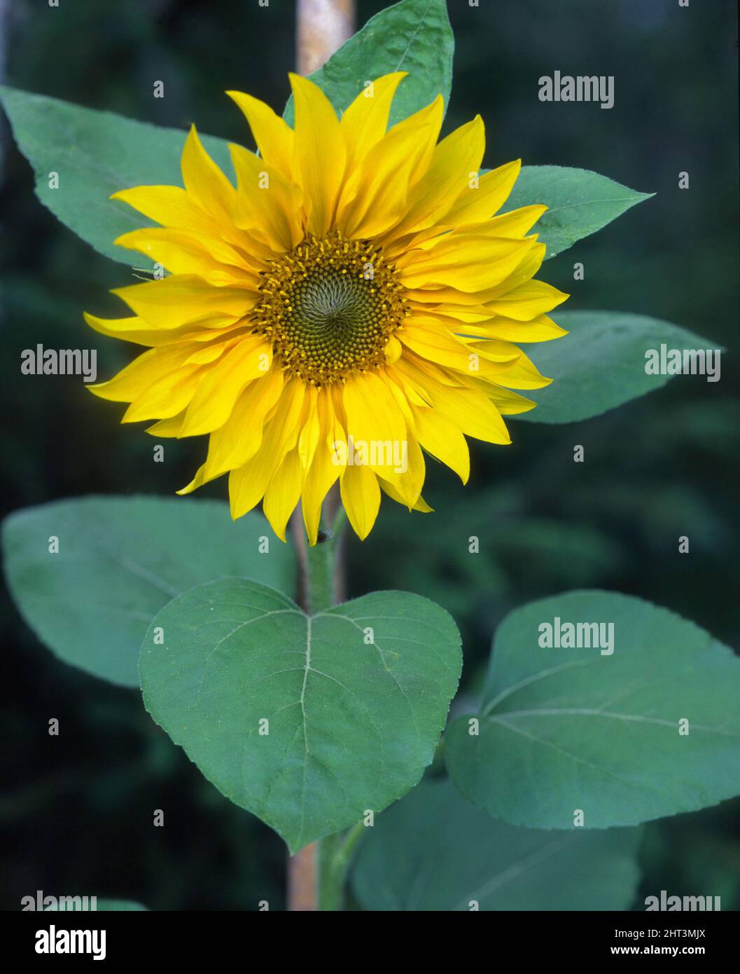 Solros hi-res stock photography and images - Alamy