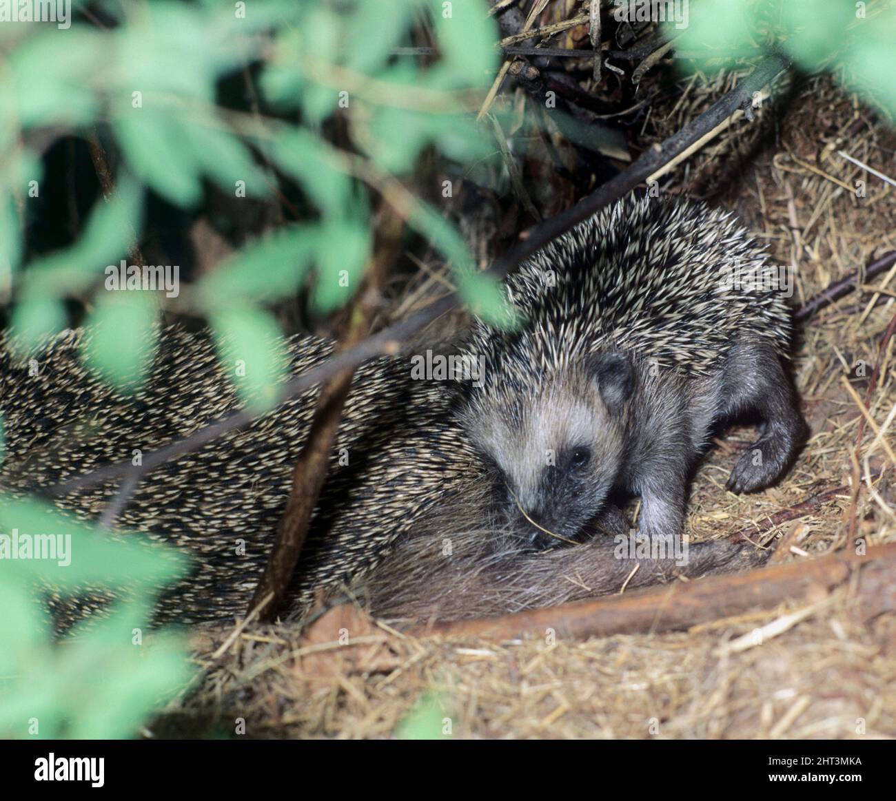 Baby hedgehog with his mother Stock Photo - Alamy