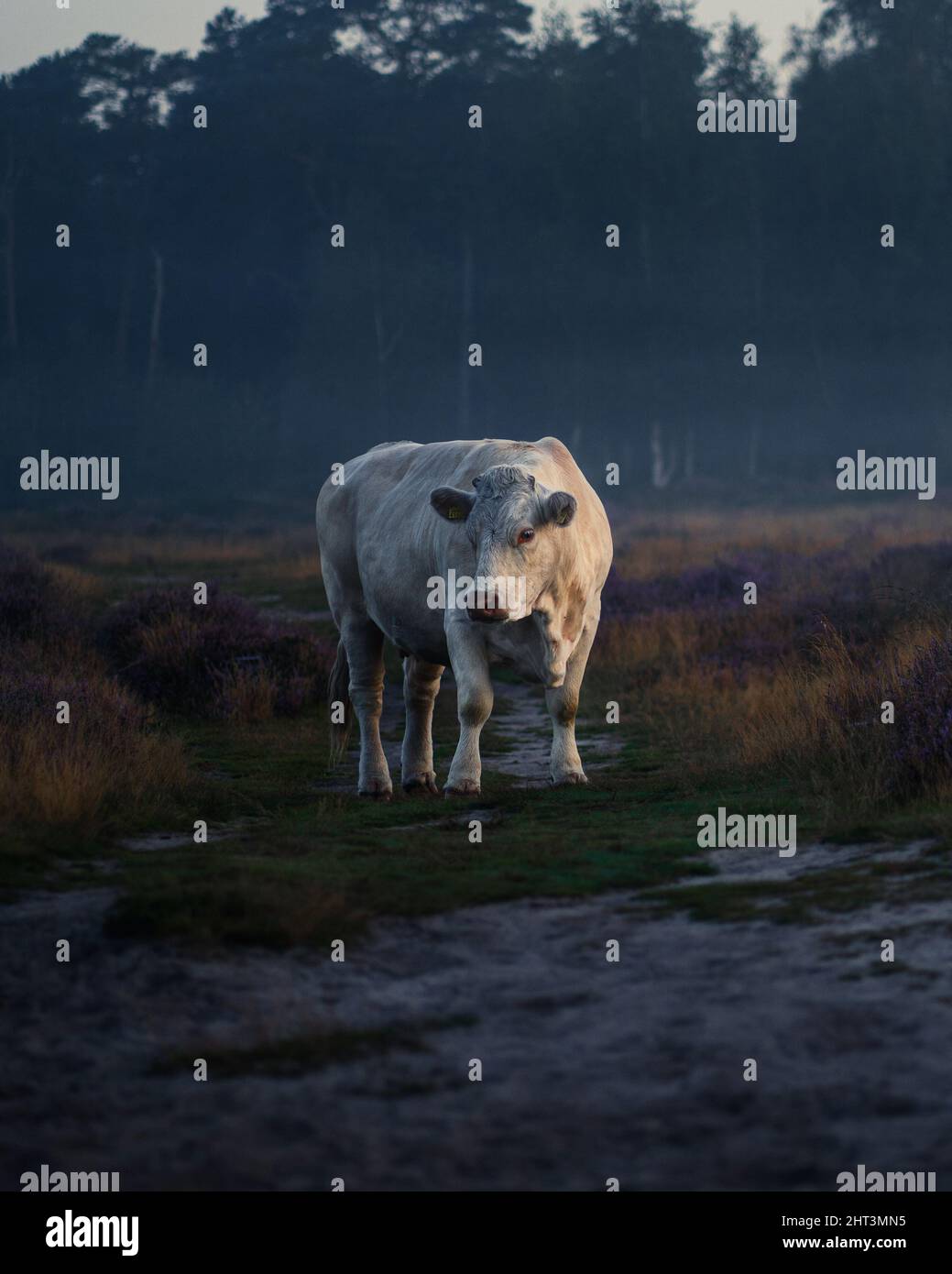 Vertical shot of a cow grazing in a field surrounded by trees with a ...