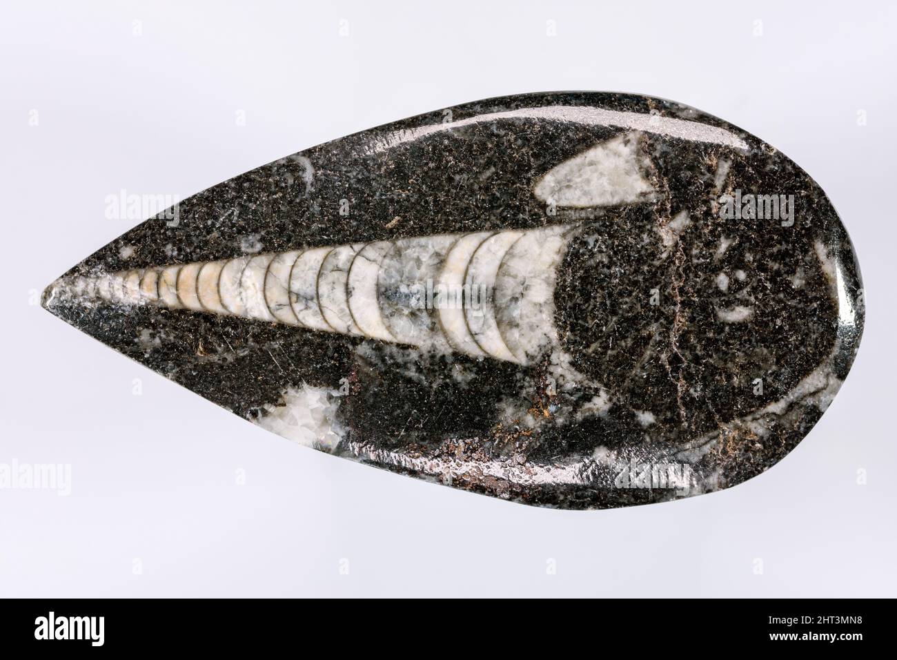 A polished Orthoceras fossil, a genus of extinct nautiloid cephalopod ...