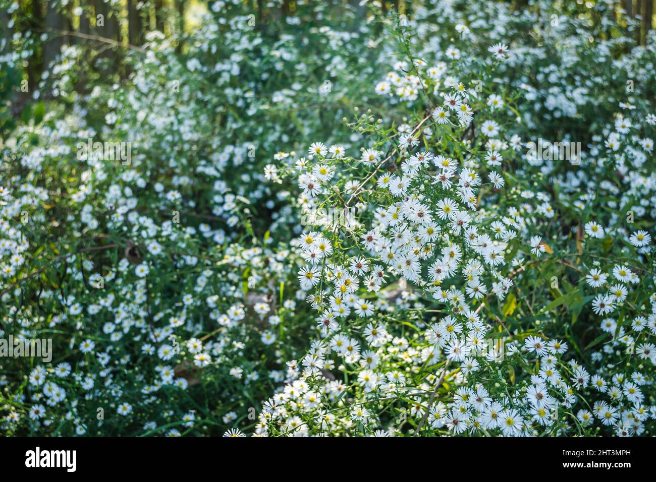 Shrub with open daisy flowers in front of a young forest of poplar ...