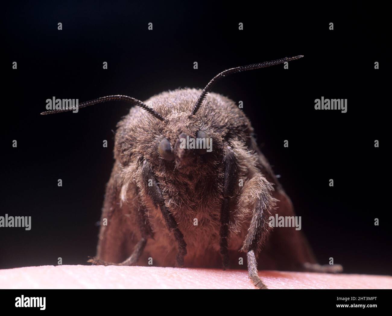 Swarmer hi-res stock photography and images - Alamy