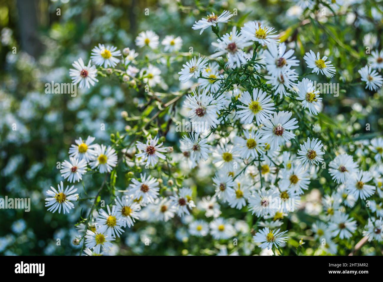 Shrub with open daisy flowers in front of a young forest of poplar ...
