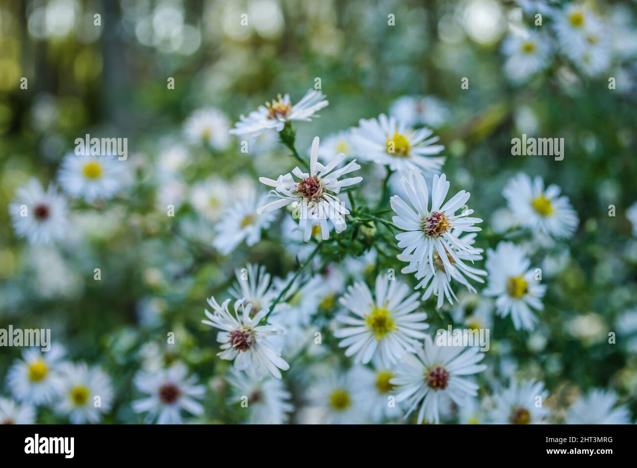 Shrub with open daisy flowers in front of a young forest of poplar ...