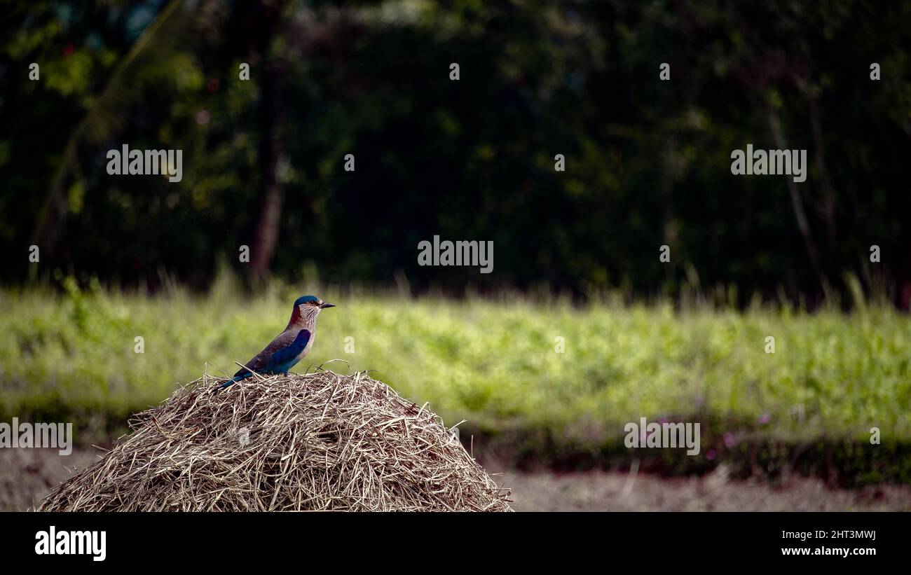 Indian bird on trees hi-res stock photography and images - Alamy