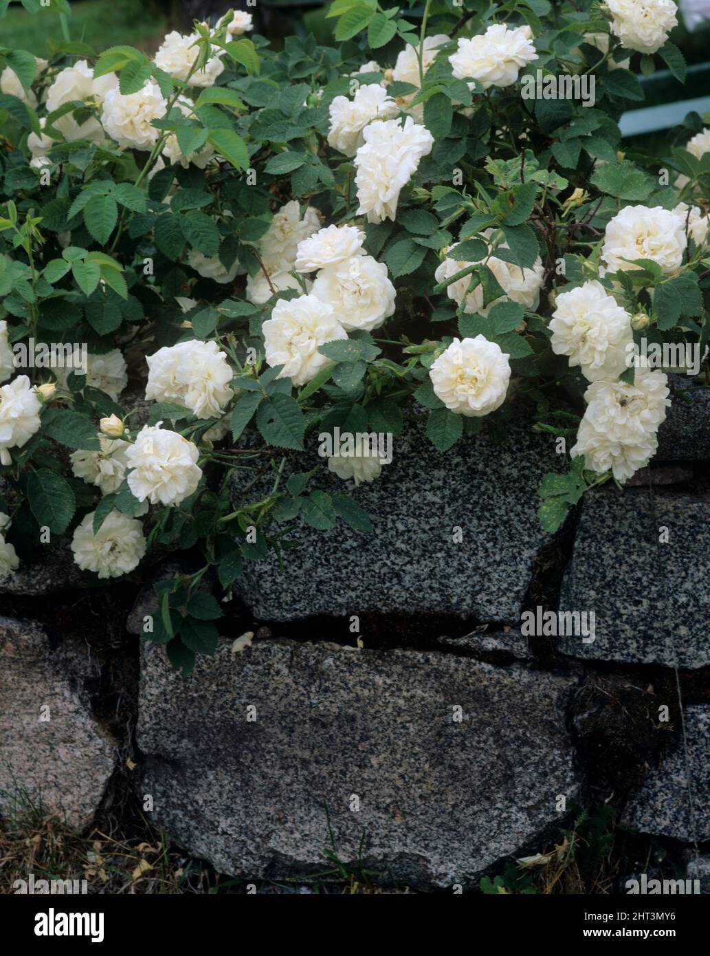 Rose bush on stone wall hi-res stock photography and images - Alamy