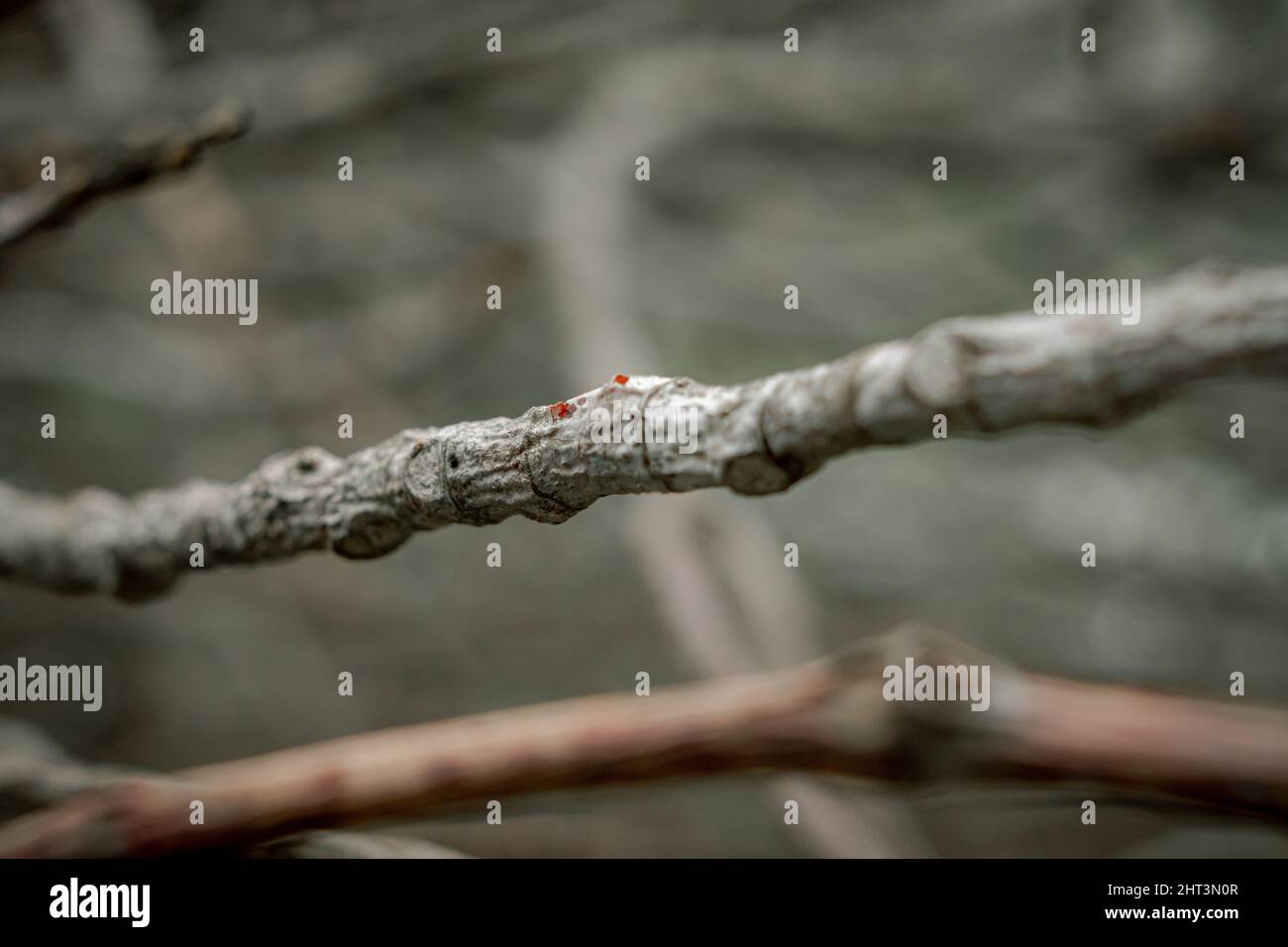 Thin dead tree twig on a blurred background in the garden Stock Photo ...