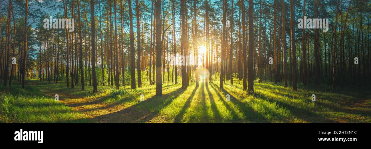Sunset Sunrise Sun Sunshine In Sunny Summer Coniferous Forest. Sunlight ...