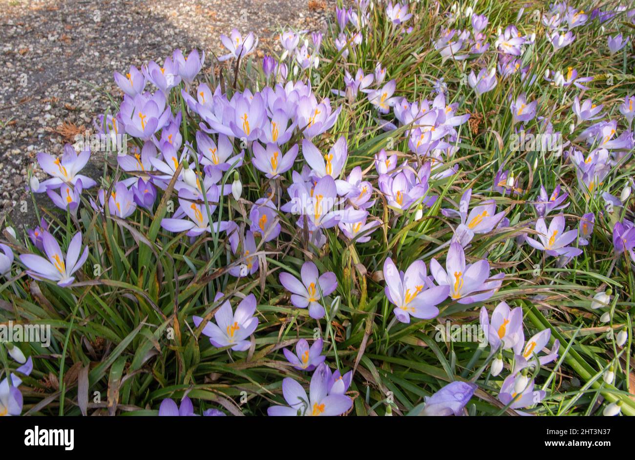 The crocuses are a plant genus of the iris family. The approximately ...