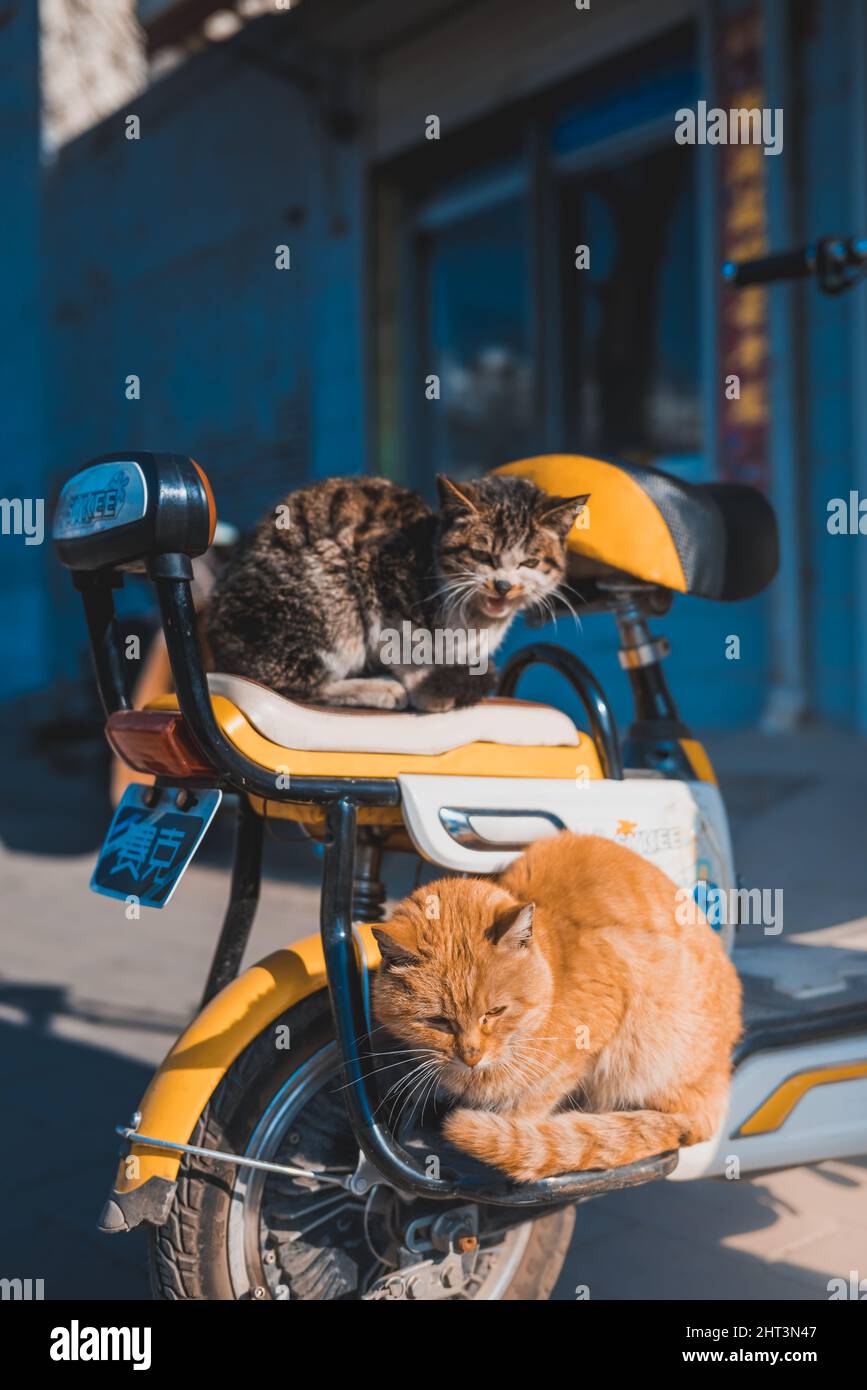 Vertical shot of a motorcycle where two beautiful cats are chilling on ...
