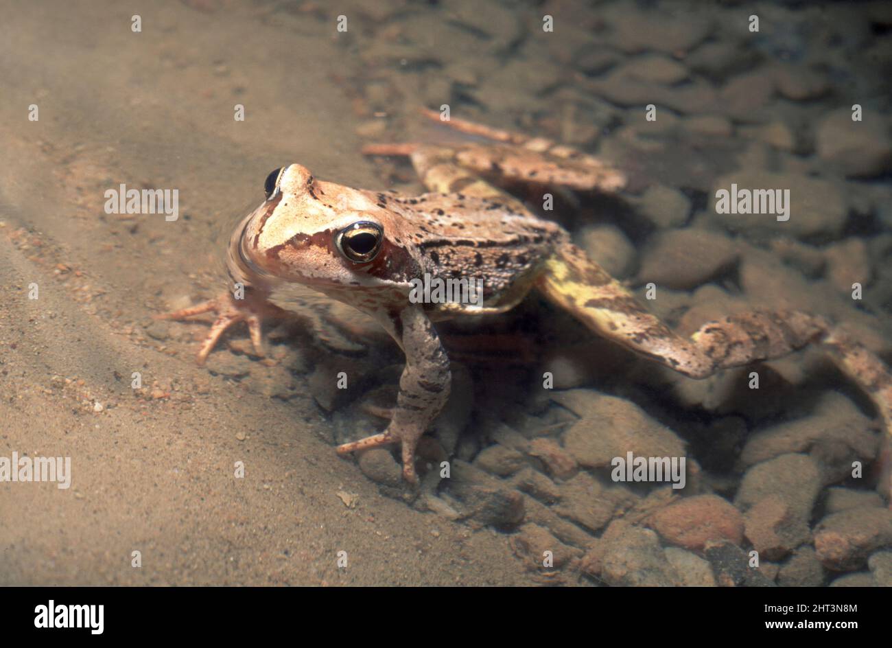 Tradgardsdamm hi-res stock photography and images - Alamy