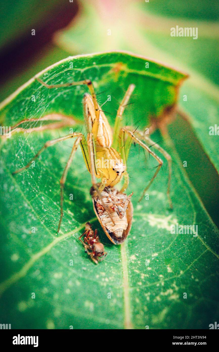 Spider eating a dead bug on a green leaf on a blurred background in the ...