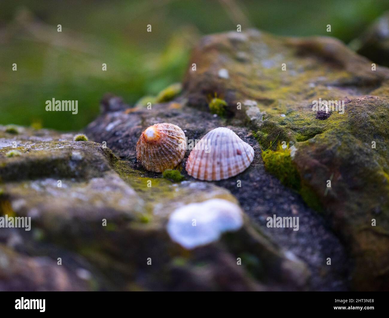Closeup shot of shells on the stones covered with moss Stock Photo - Alamy