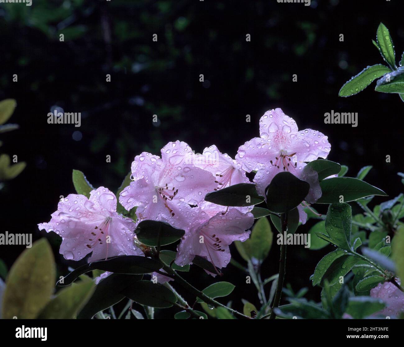 Azalea flowers on shrub hi-res stock photography and images - Alamy