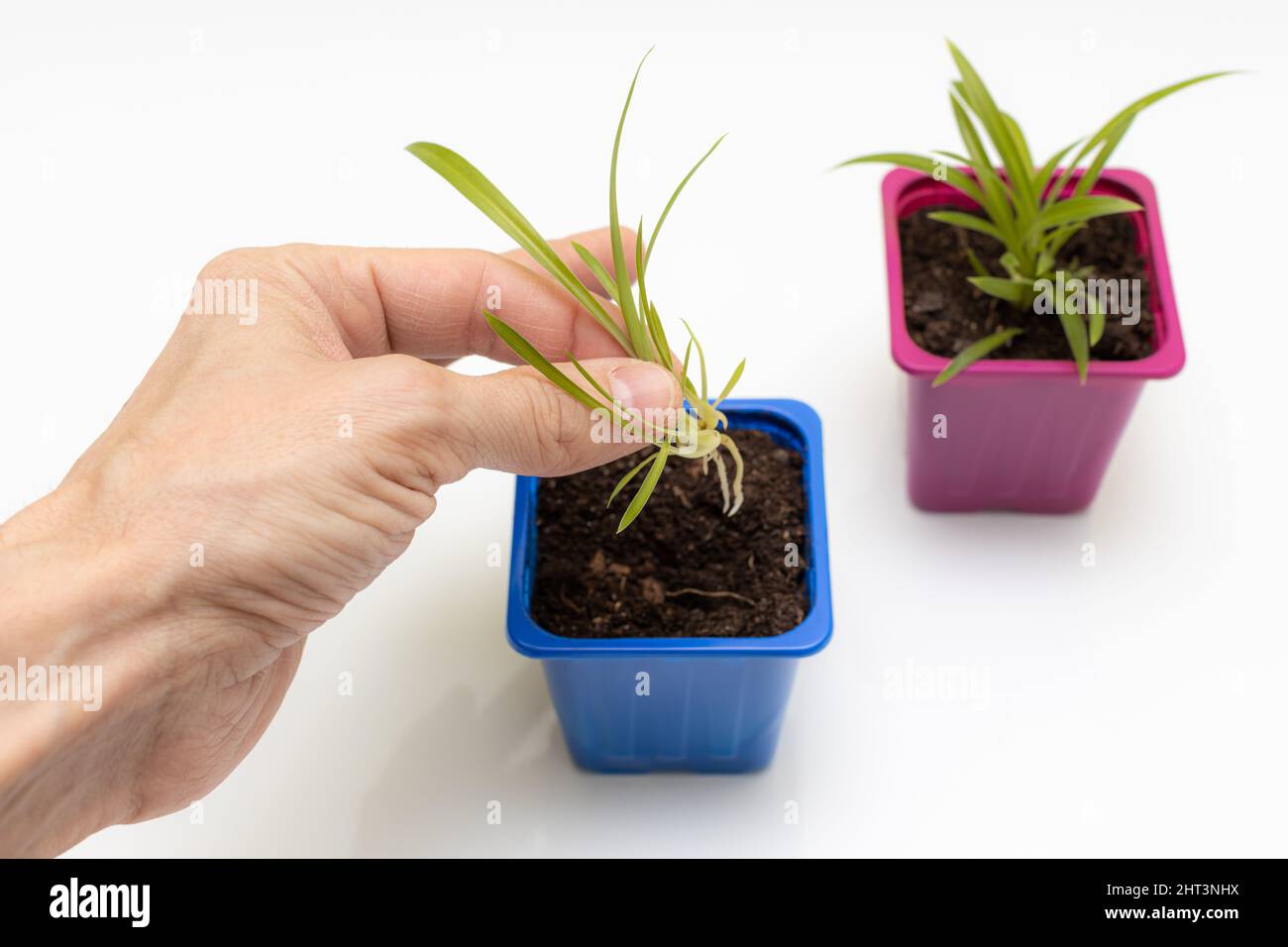 Grain planting park hi-res stock photography and images - Alamy