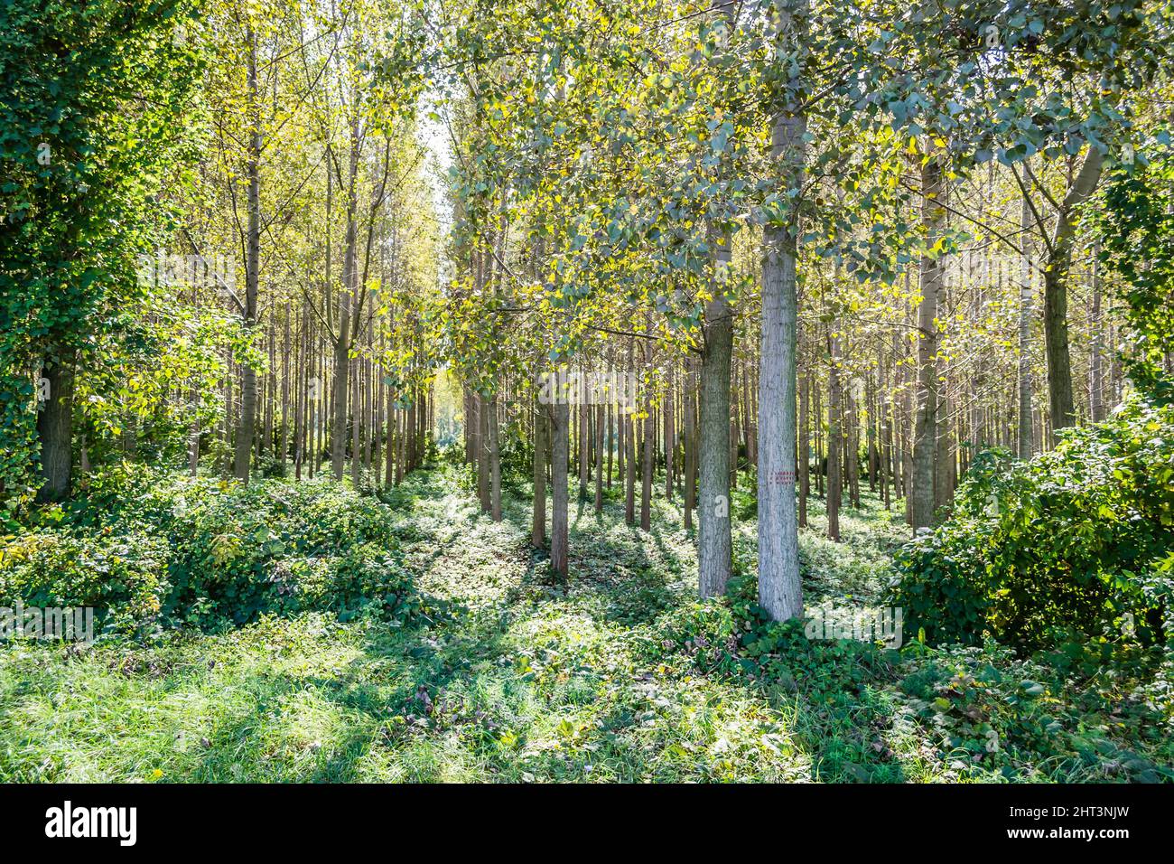 A young green forest of poplar trees, illuminated by the summer morning ...