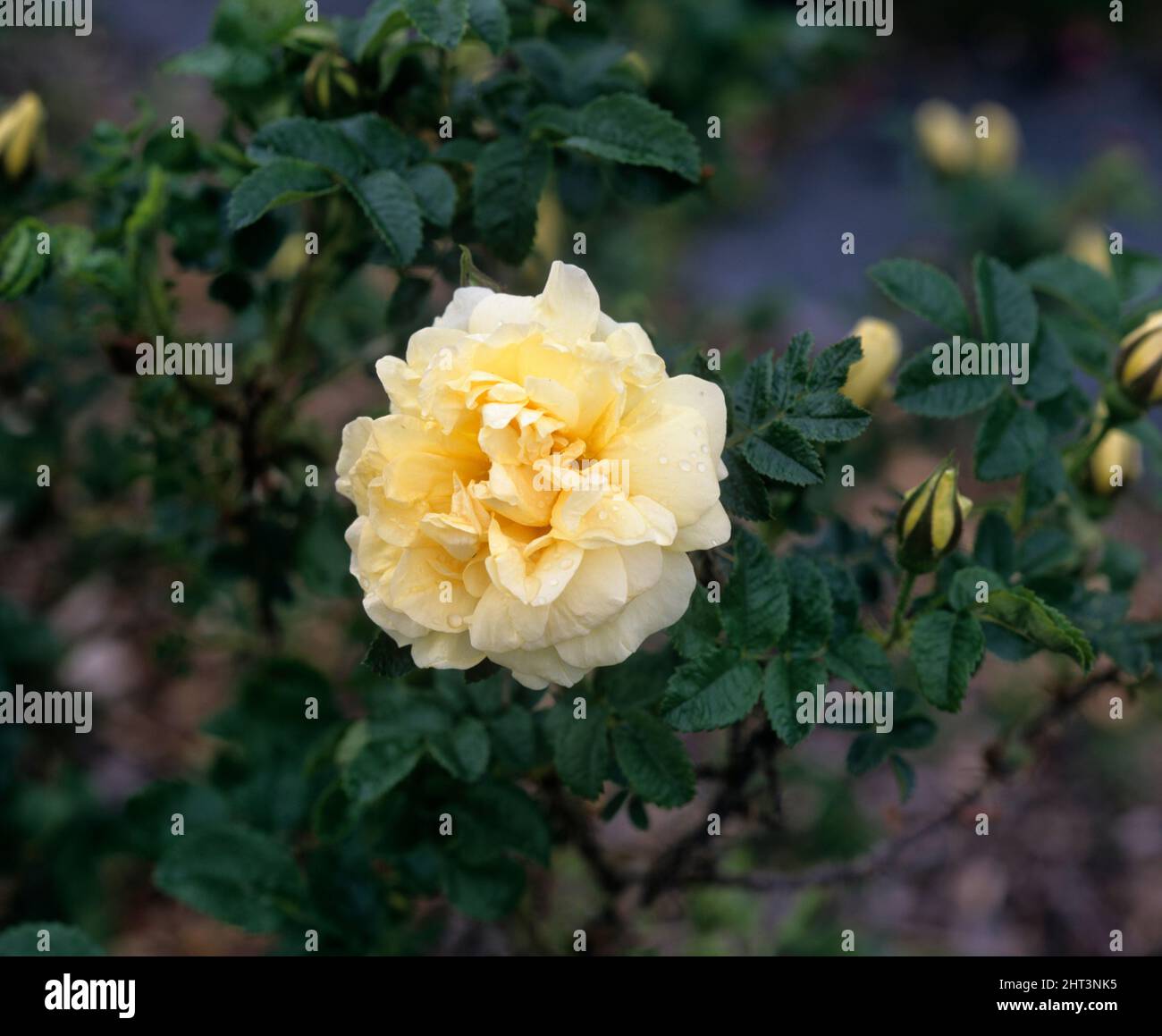 Shrub rose agnes hi-res stock photography and images - Alamy