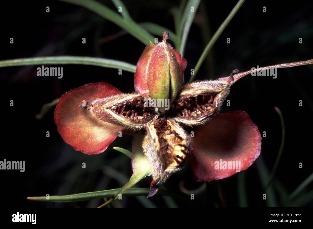 Peony capsules hi-res stock photography and images - Alamy
