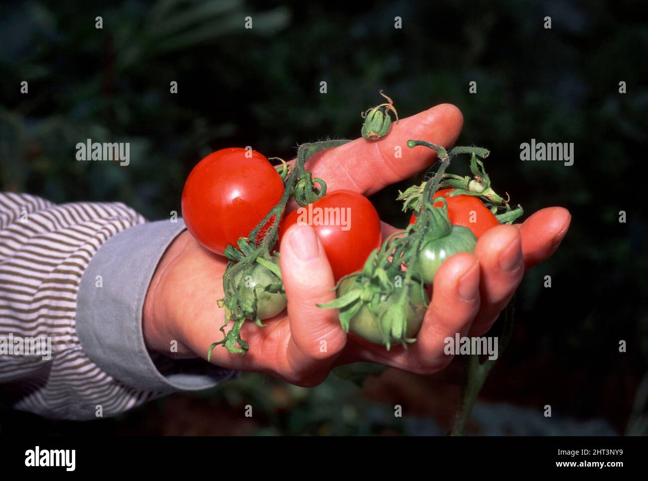 Tomatoes in hand Stock Photo - Alamy