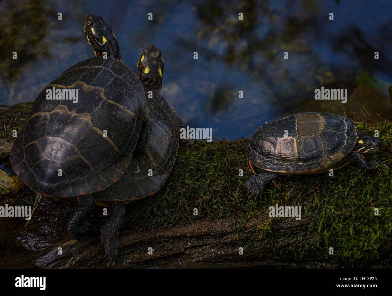 Turtles mate hi-res stock photography and images - Alamy