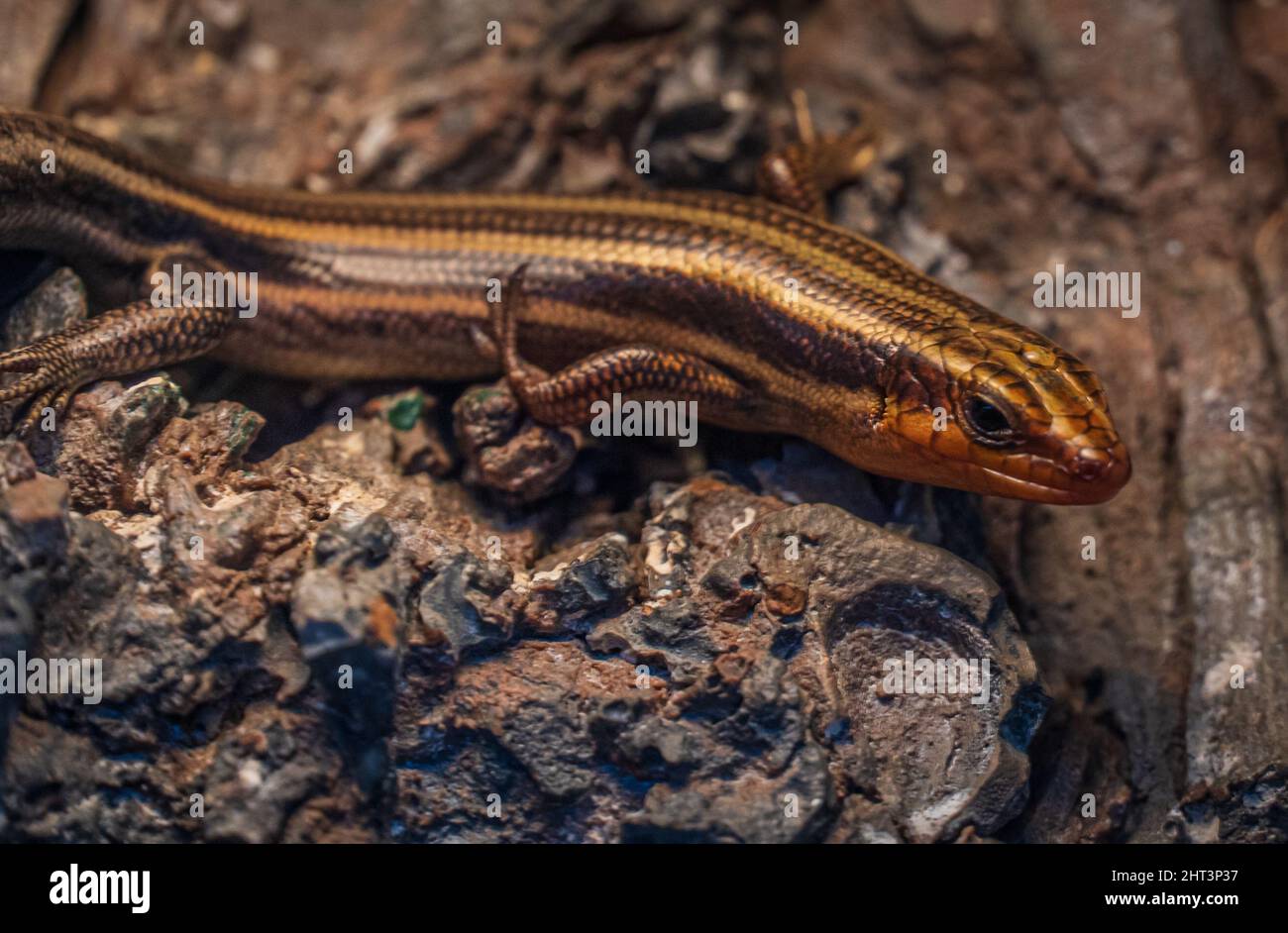 Closeup shot of a Far Eastern skink lizard on a rock Stock Photo - Alamy