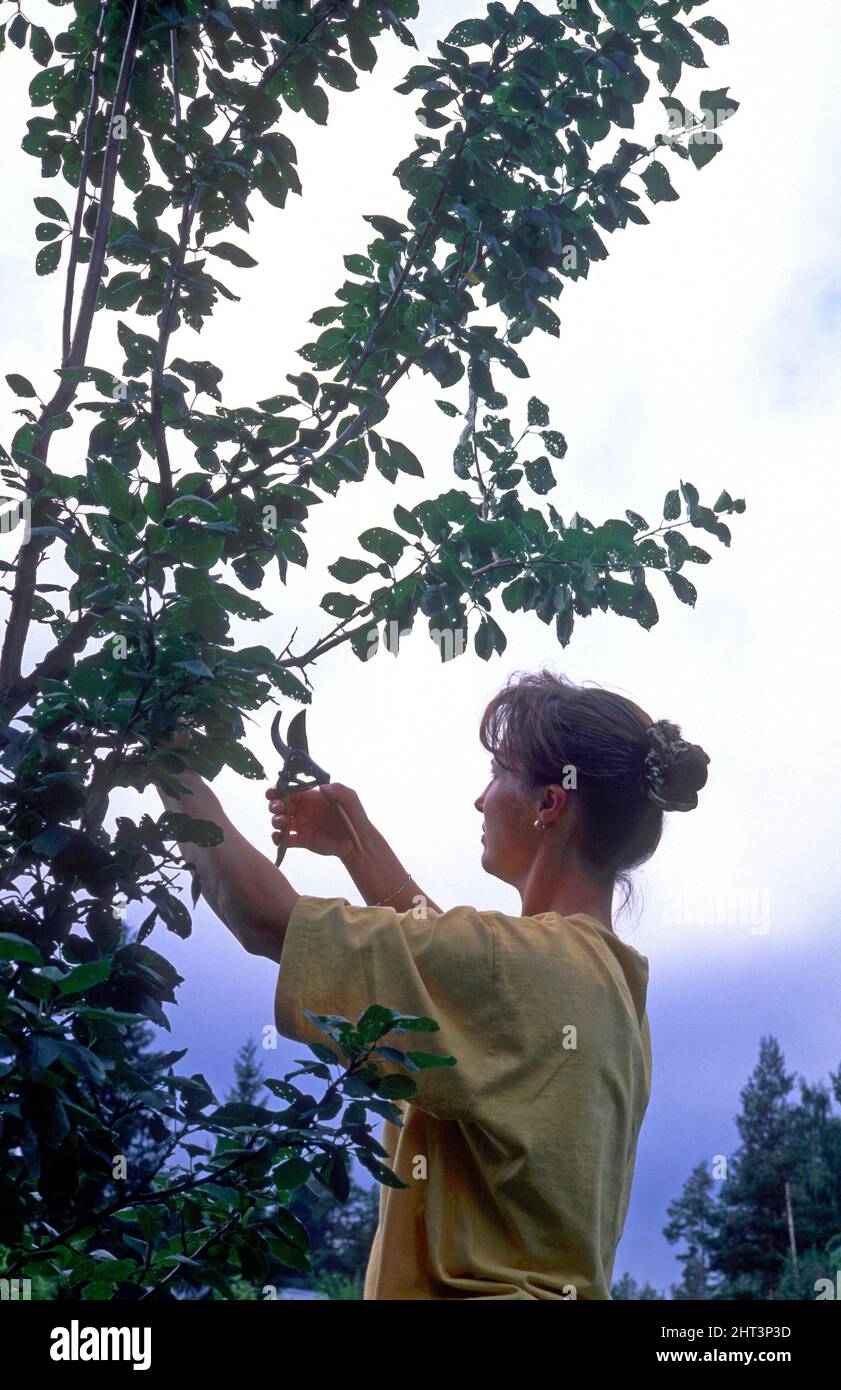 Woman pruning tree hi-res stock photography and images - Alamy