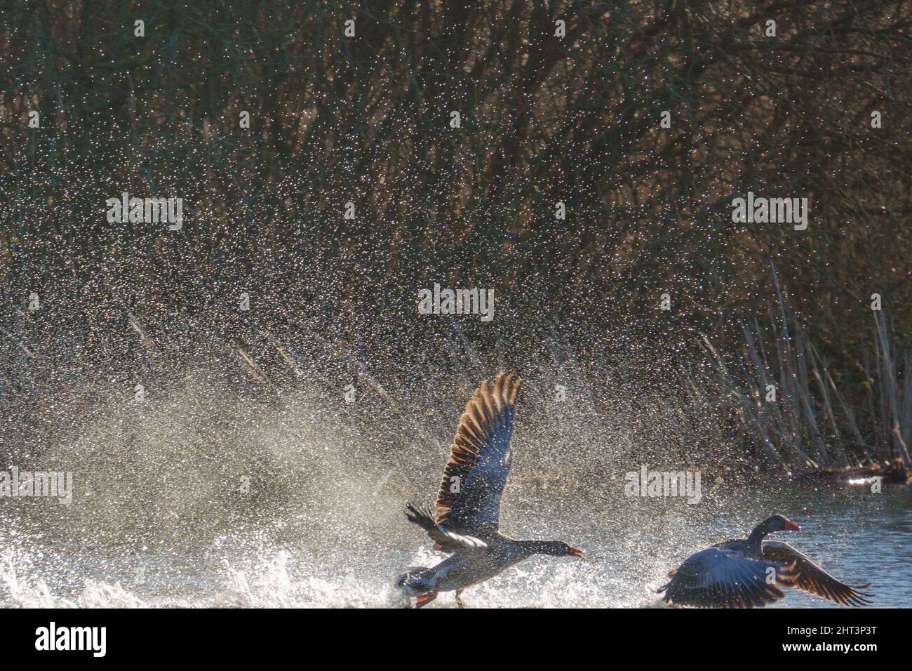 a close up of gray geese fighting on the water Stock Photo - Alamy