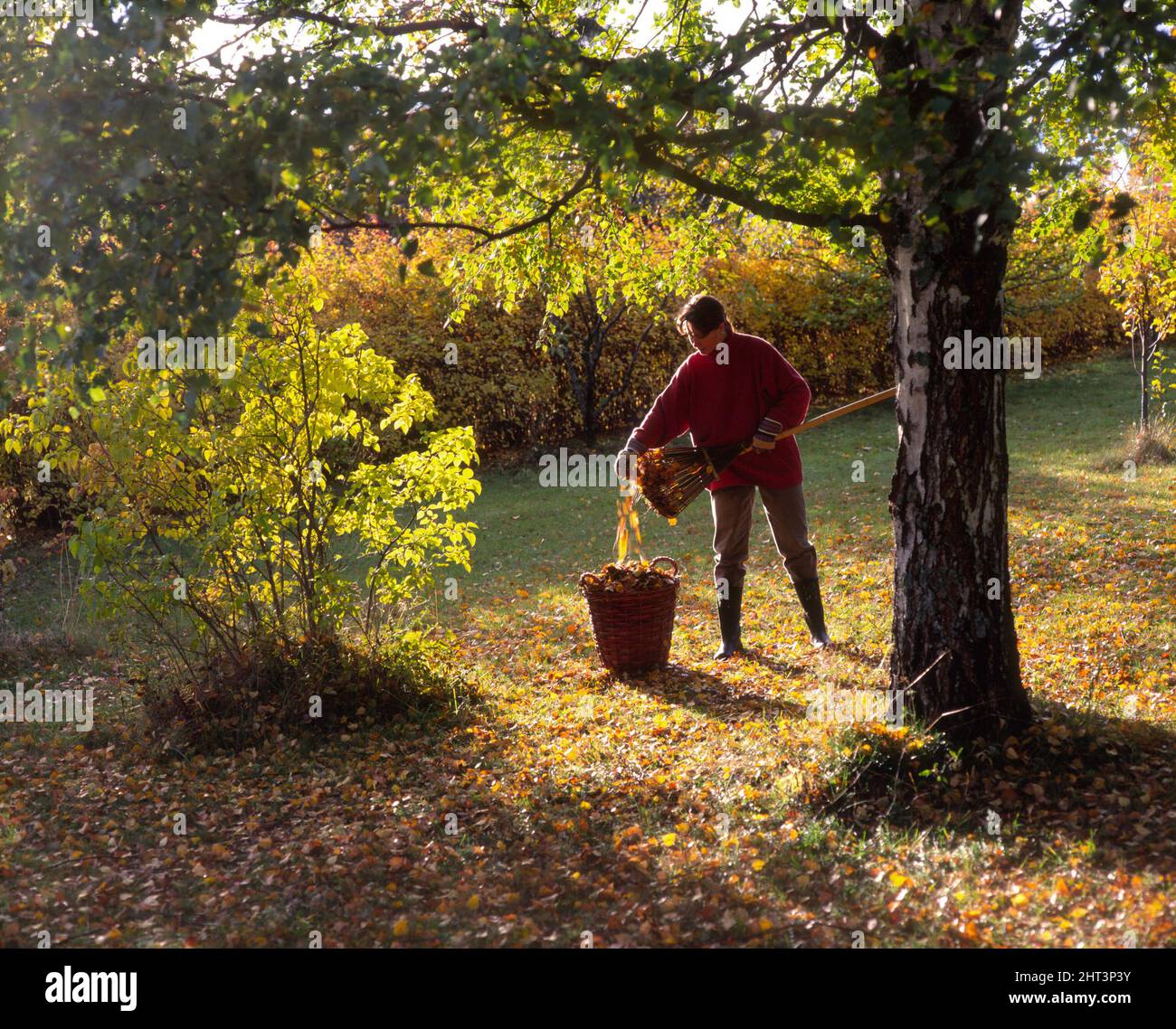 Woman rake leaves Stock Photo - Alamy
