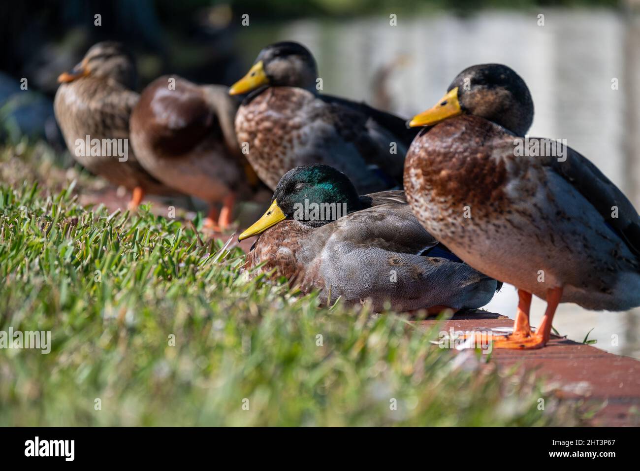 Daylight shot of cute mallards standing at the grass Stock Photo - Alamy
