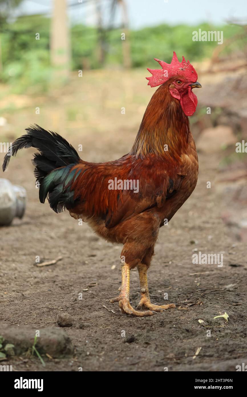 Indian Breed Red Headed Cock. India Stock Photo - Alamy