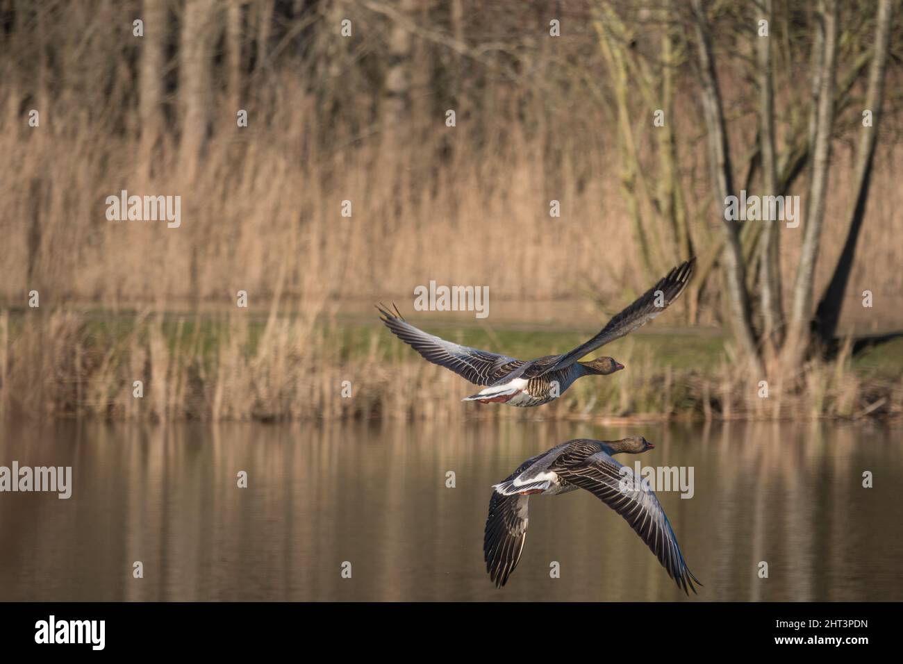 a close up of a flying greylag goose Stock Photo - Alamy