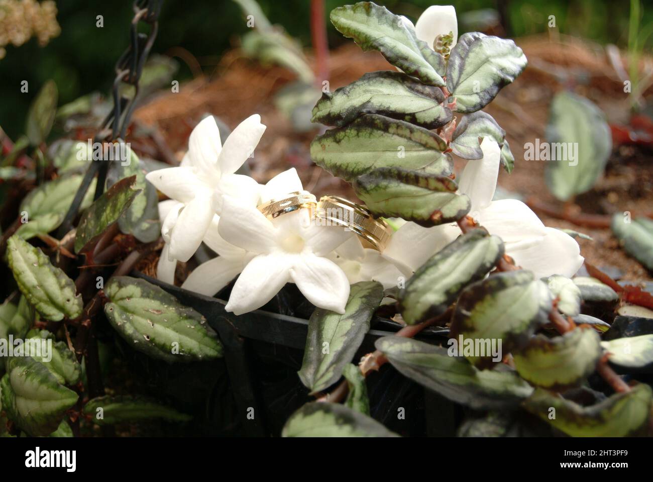 Closeup of a pair of engagement rings on Arabian jasmines in a garden ...