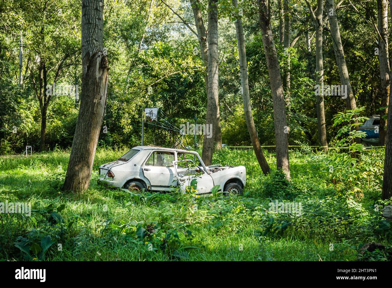 The shell of a motor vehicle in the Young Green Poplar Forest ...