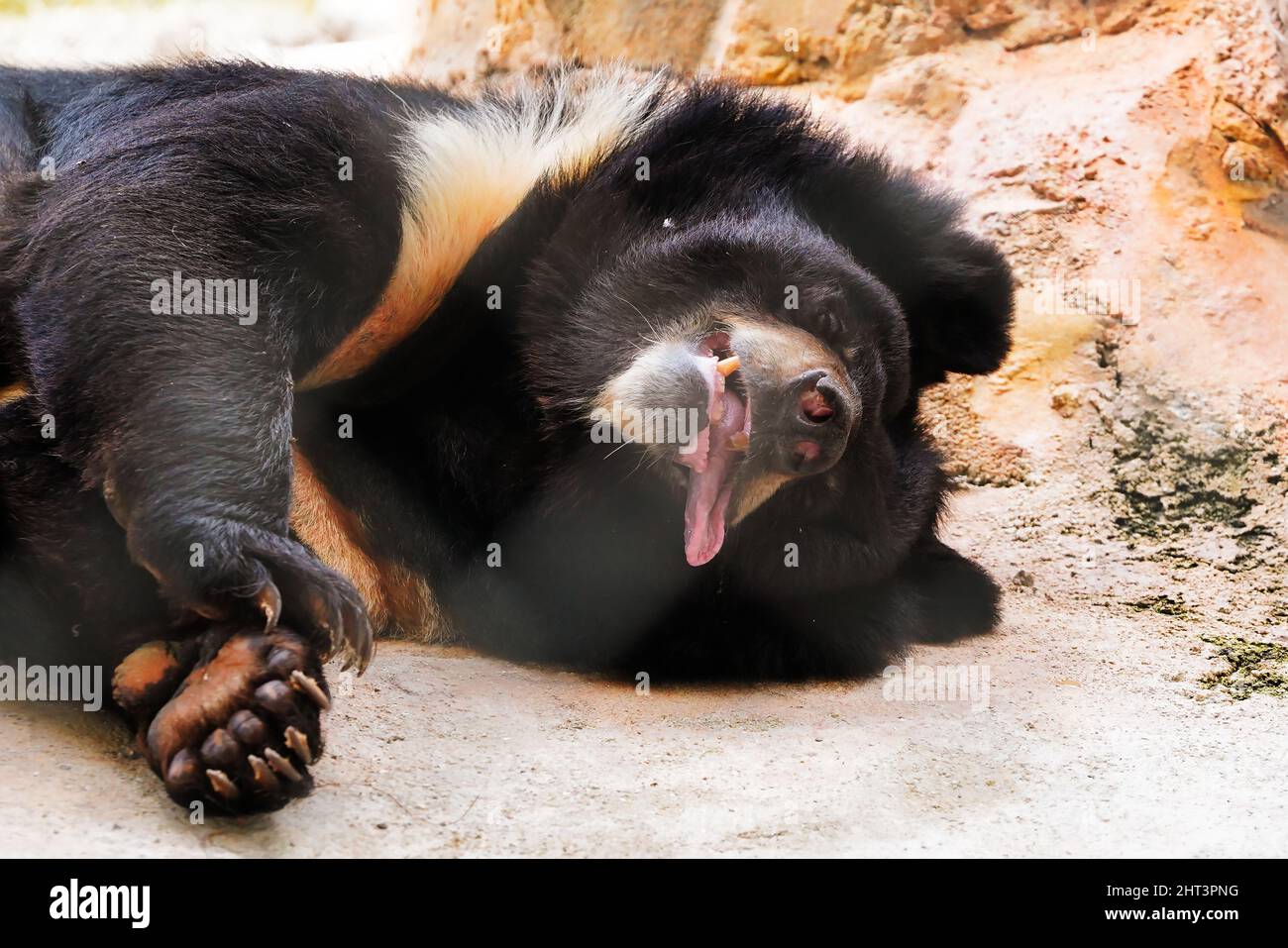 View of the bear relaxing in its habitat Stock Photo - Alamy